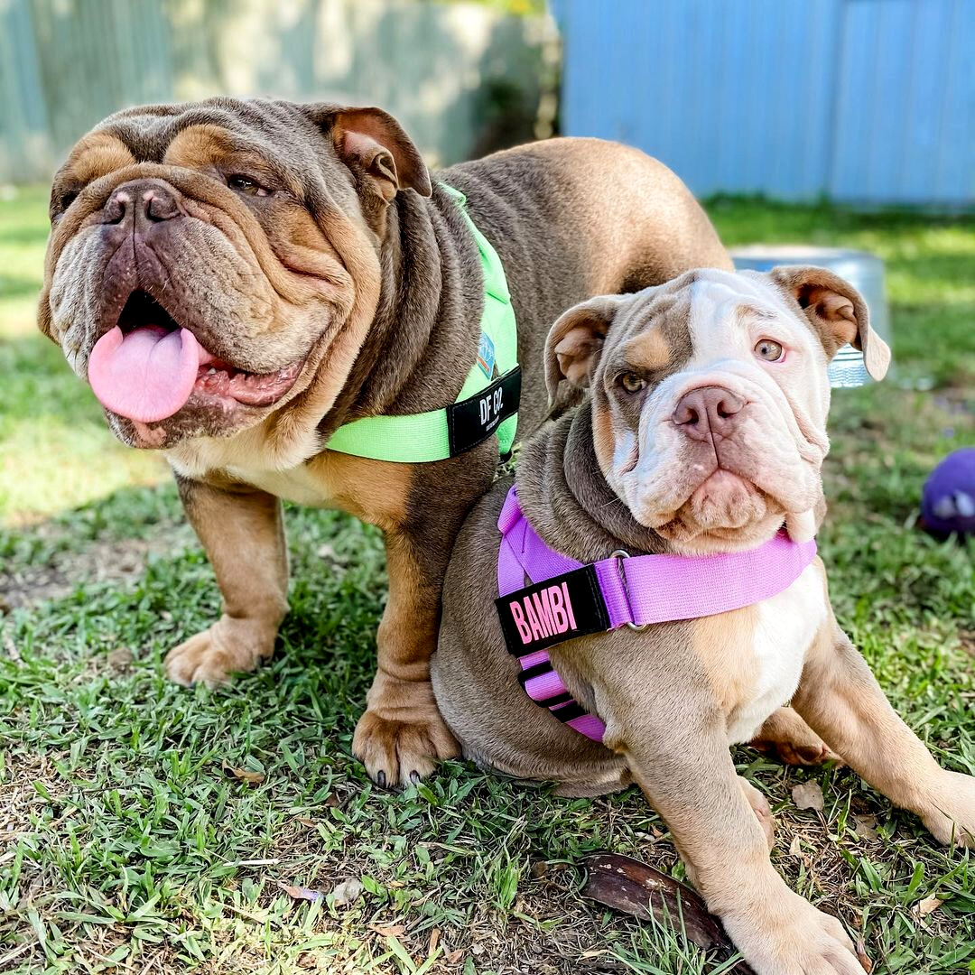 10 Surprising Facts About Australian Bulldogs – Dog Friendly Co. UK