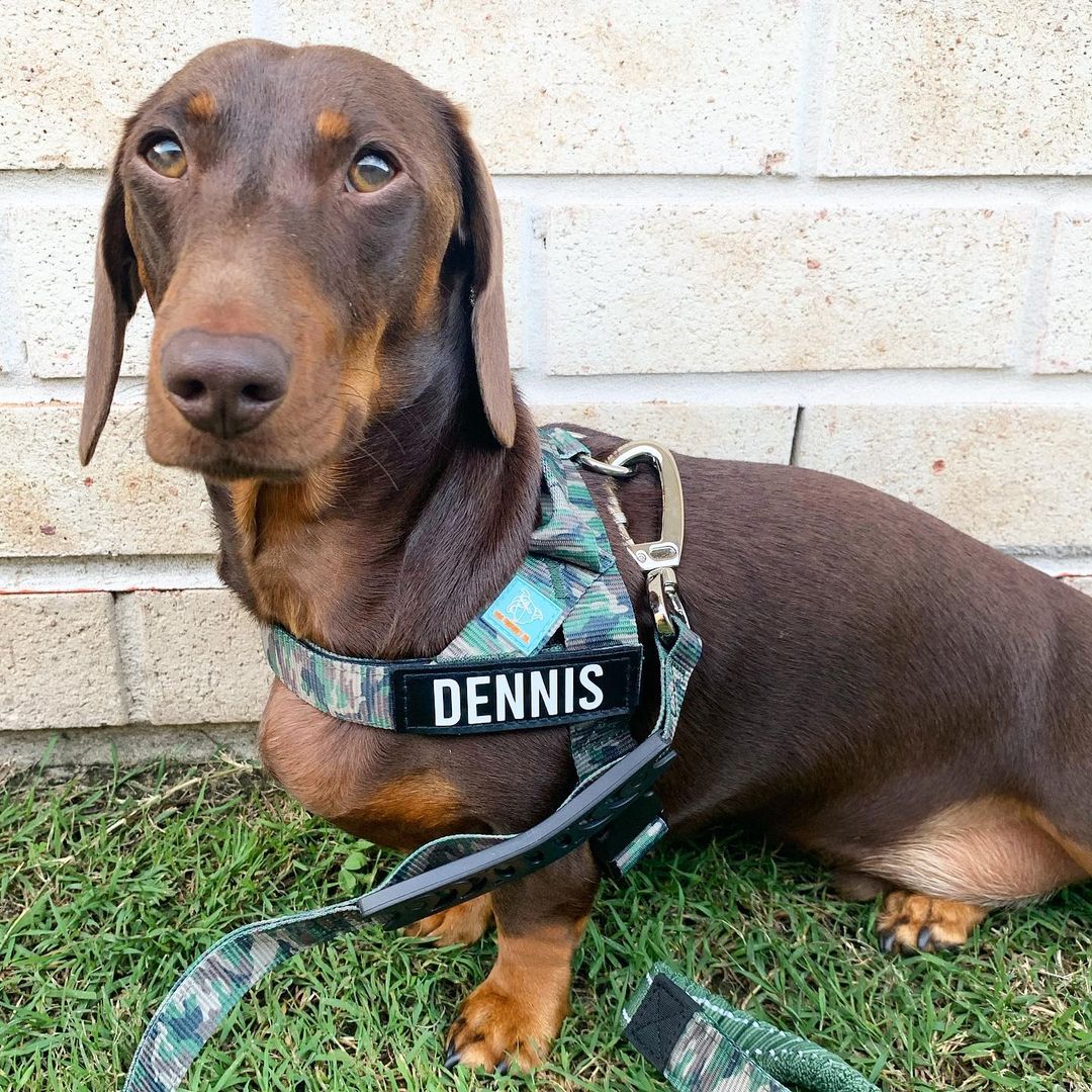 5 Facts About Dachshunds – Dog Friendly Co. UK